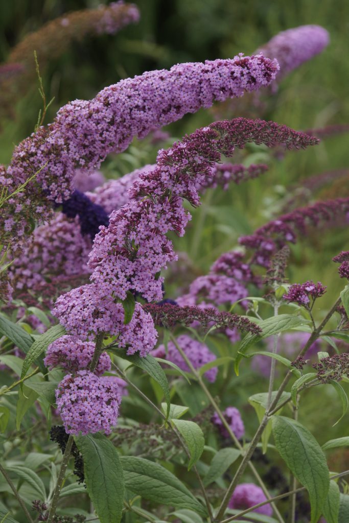 Buddleja davidii ‘Border Beauty’ - Greenseasons