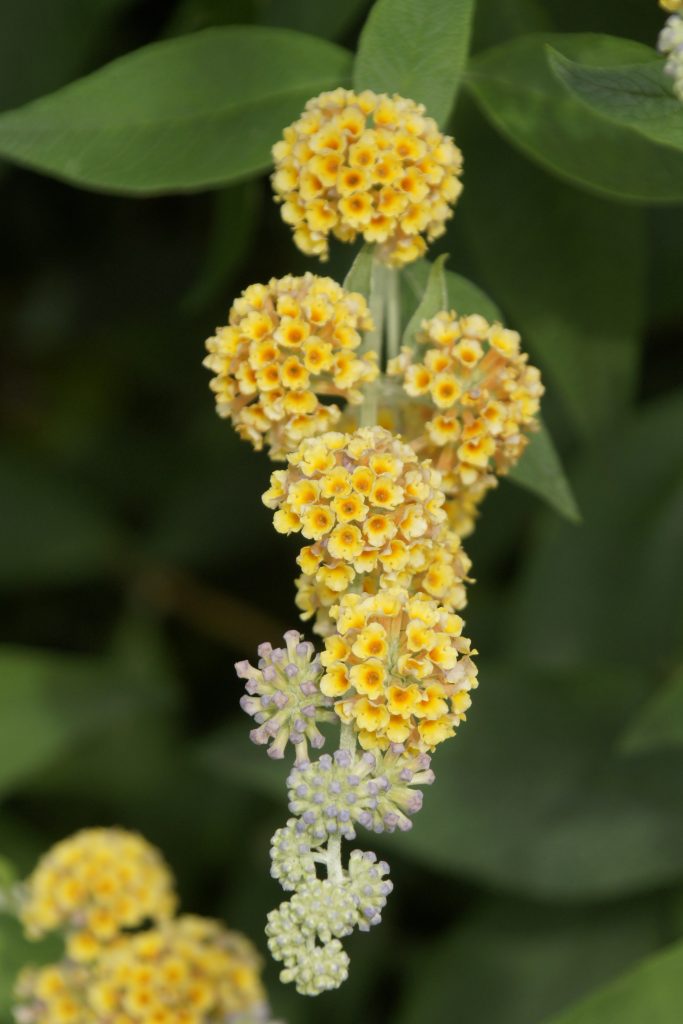 Buddleja weyeriana ‘Honeycomb’ - Greenseasons