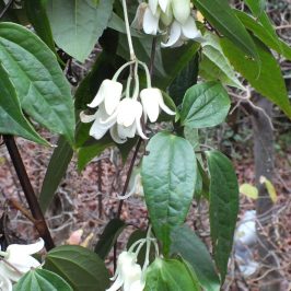 Clematis ‘Amethyst Beauty’ ('Evipo043') - Greenseasons