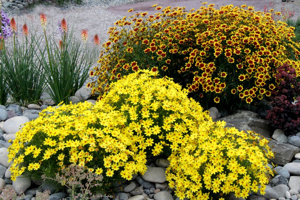 Coreopsis hybrid ‘Citrine’ ® - Greenseasons