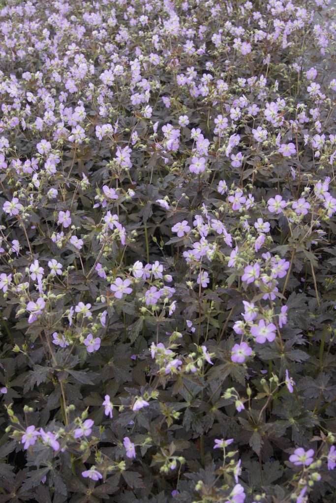 geranium-maculatum-elizabeth-ann - Greenseasons