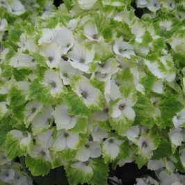 Hydrangea macrophylla ‘Magical Red Harlequin’ ® - Greenseasons