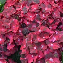 Hydrangea macrophylla ‘Black Steel Zebra’ ® - Greenseasons
