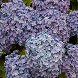 Hydrangea macrophylla ‘Magical Ruby Red’ ® - Greenseasons