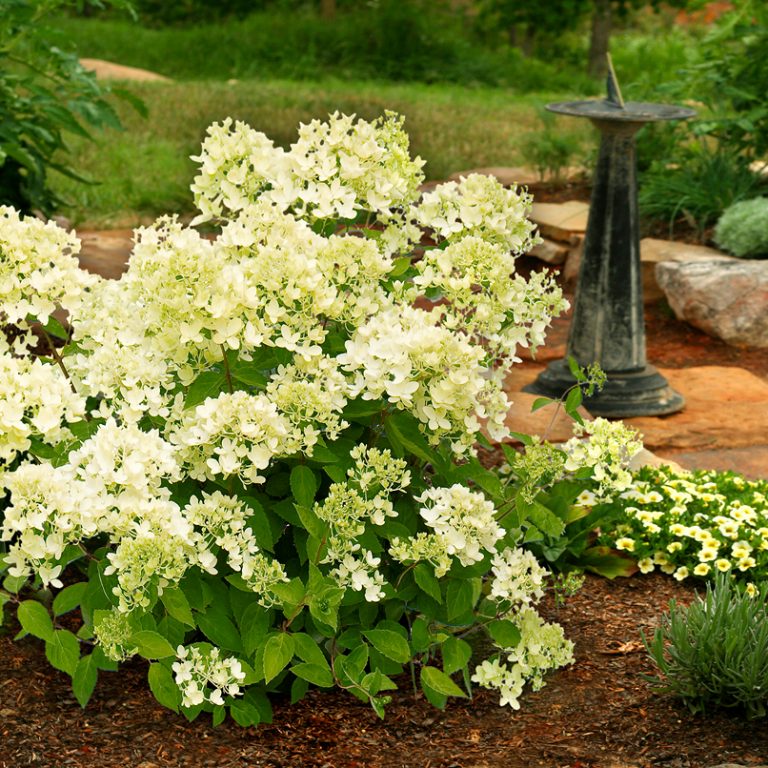 Hydrangea paniculata ‘Bobo’ ® - Greenseasons