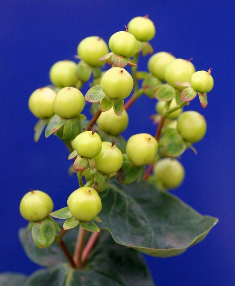 hypericum-mag.-lemon - Greenseasons