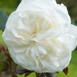 Rosa ‘Fidji’ ® - Greenseasons