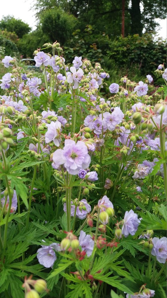 geranium-pratense-cloud-nine- Greenseasons
