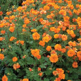 Geum ‘Nonna’ ® - Greenseasons