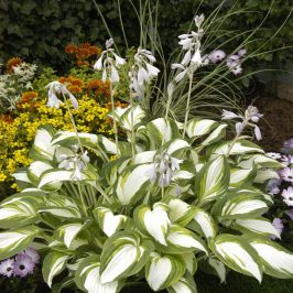 Hosta ‘Colored Hulk’ - Greenseasons