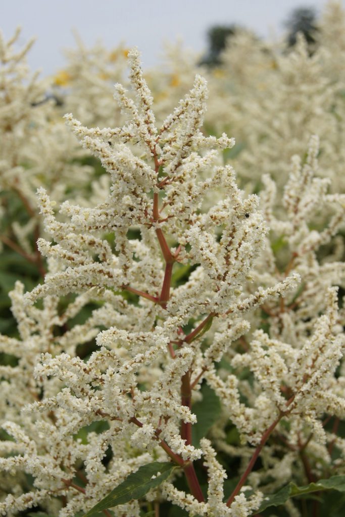 persicaria-polymorpha- Greenseasons