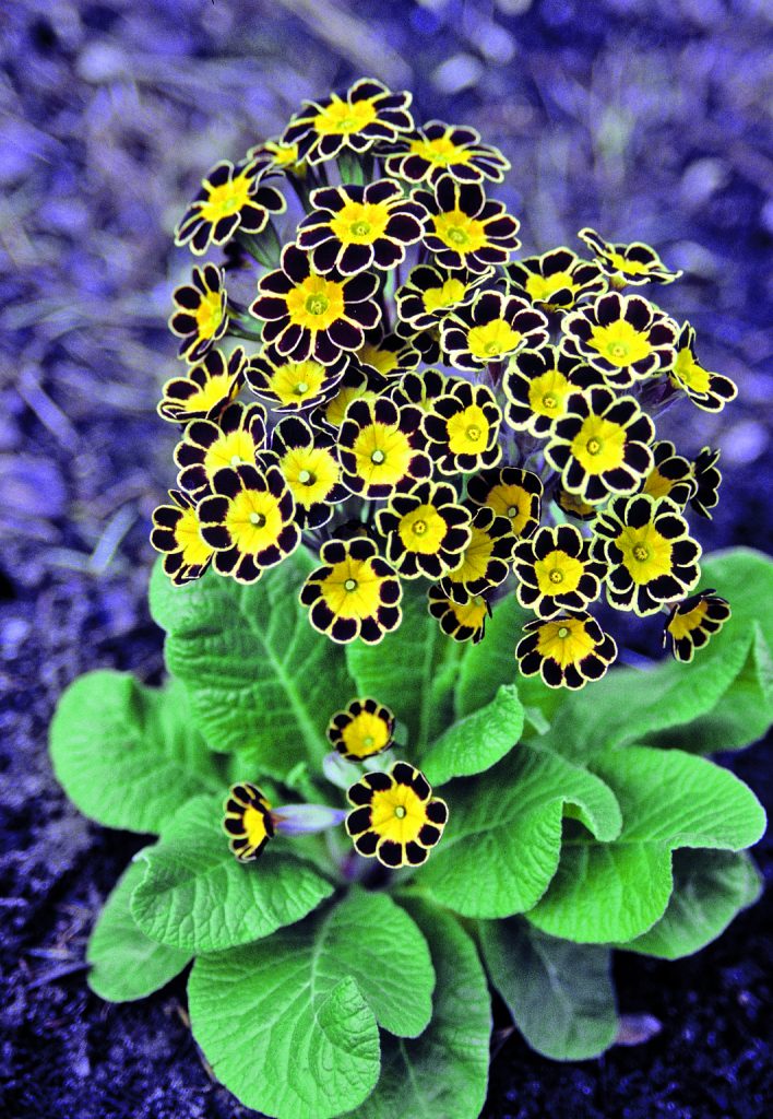 Primula elatior-hybrid ‘Victorian Silver Lace Black’ - Greenseasons