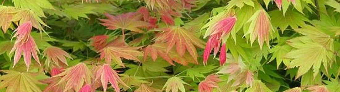 Acer shirasawanum ‘Moonrise’ ® ('Munn001'PBR) - Greenseasons