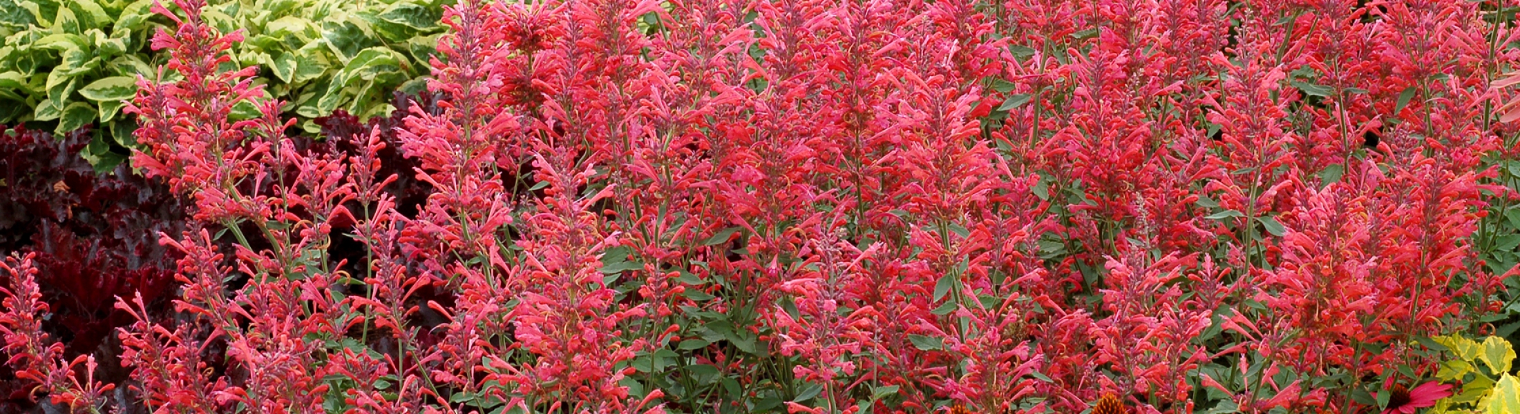 agastache-raspberry-summer- Greenseasons