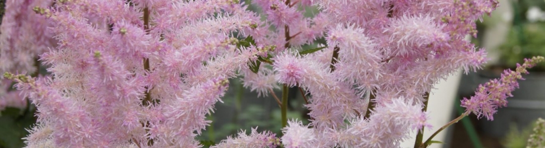 Astilbe arendsii 'Ice cream'® - Greenseasons