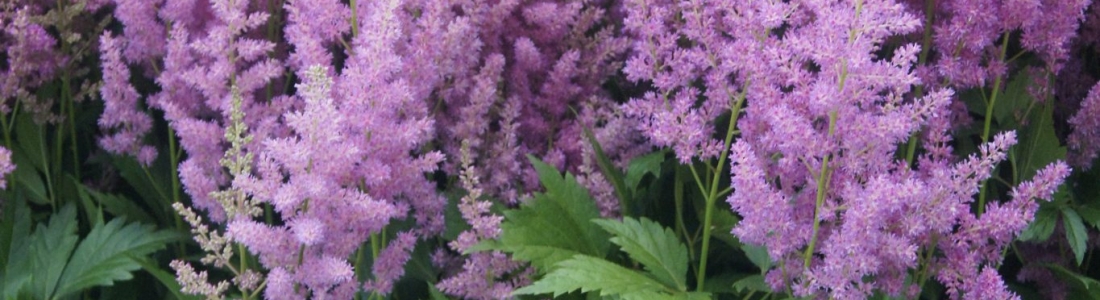 Astilbe japonica ‘Mainz’ - Greenseasons