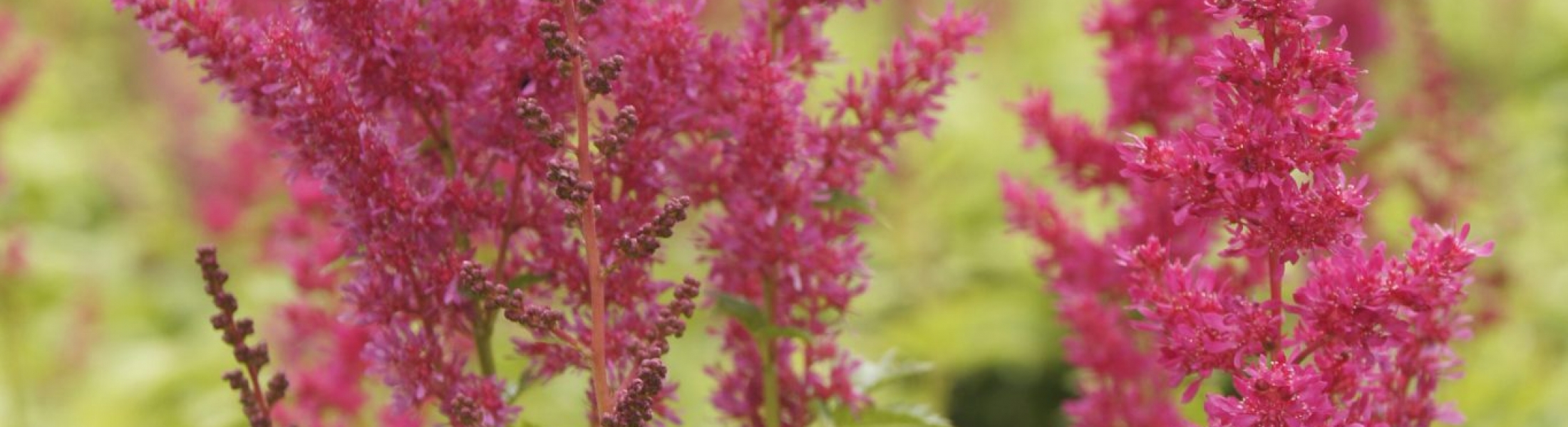 Astilbe 'Younique Ruby Red'® - Greenseasons