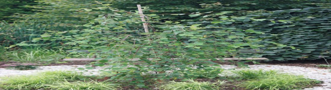 Betula nigra ‘Summer Cascade’ ® - Greenseasons