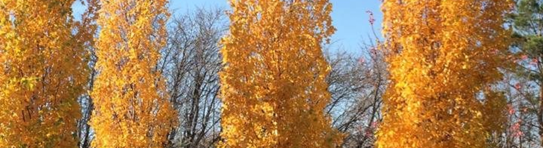 Betula platyphylla ‘Parkland Pillar’ ® ('Jefpark') - Greenseasons