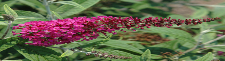 buddleia-miss-ruby - Greenseasons