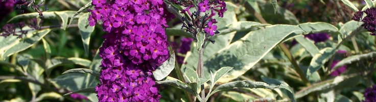 Buddleja davidii ‘Harlequin’ - Greenseasons