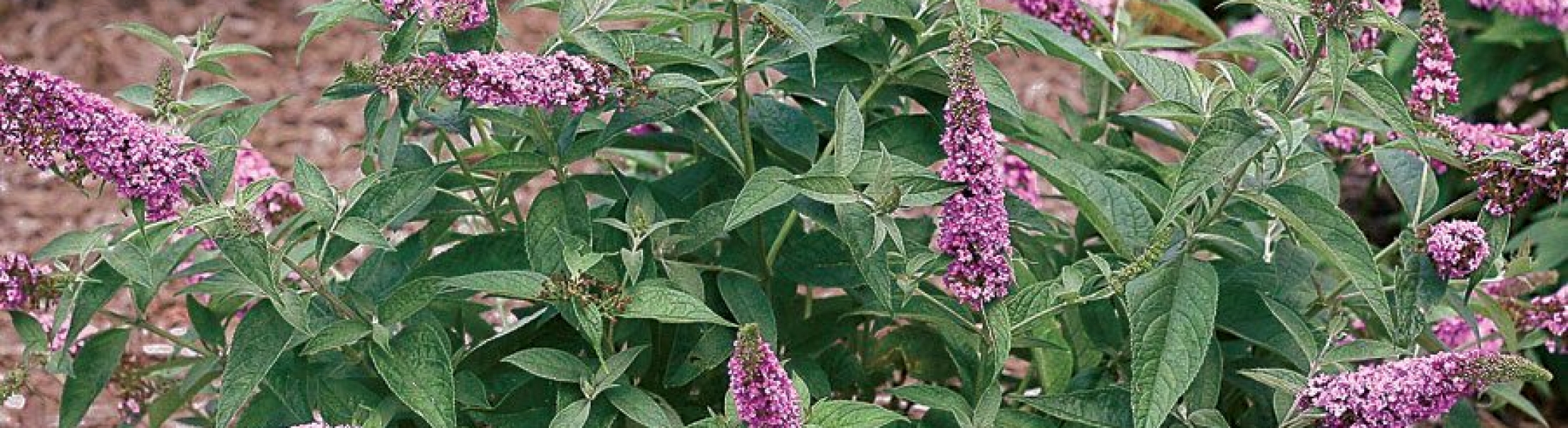 Buddleja davidii ‘Pink Microchip’ ® - Greenseasons