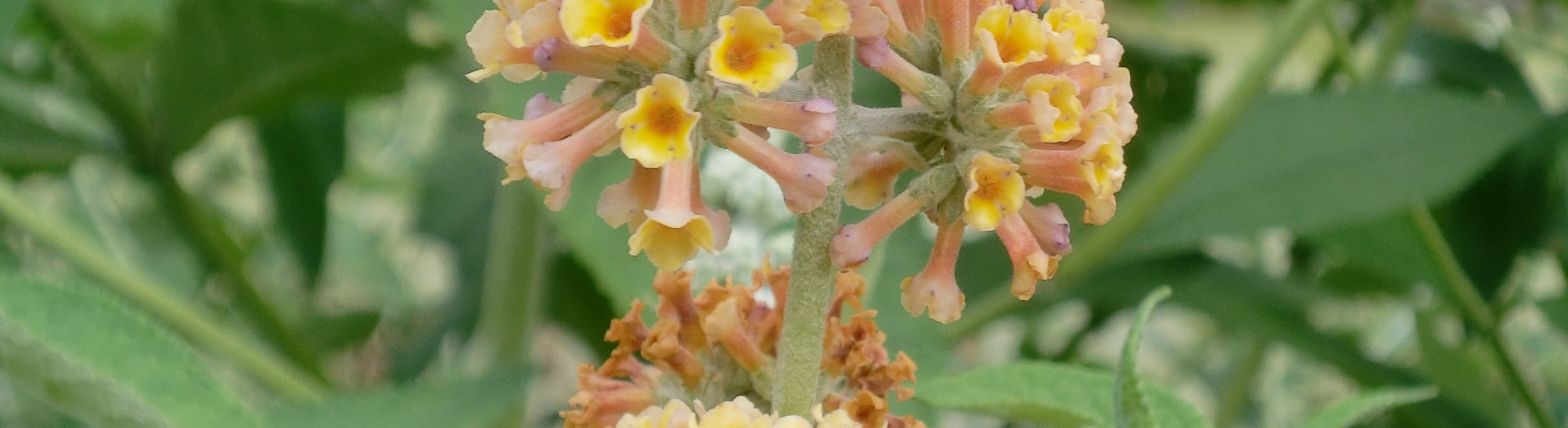 Buddleja weyeriana ‘Yellow Flower Power’ - Greenseasons