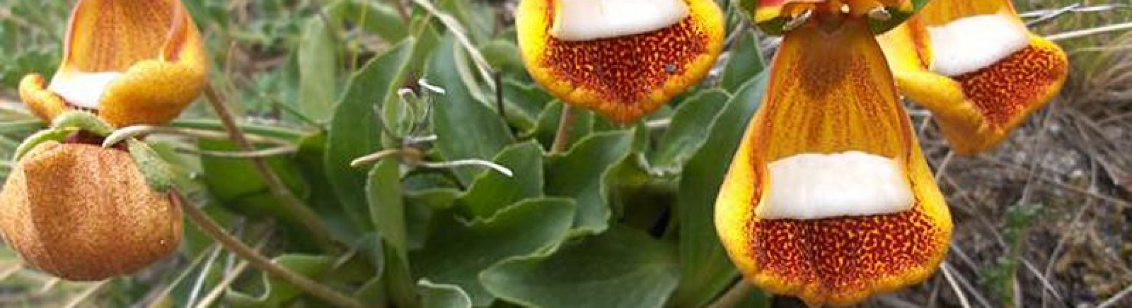 Calceolaria uniflora - Greenseasons