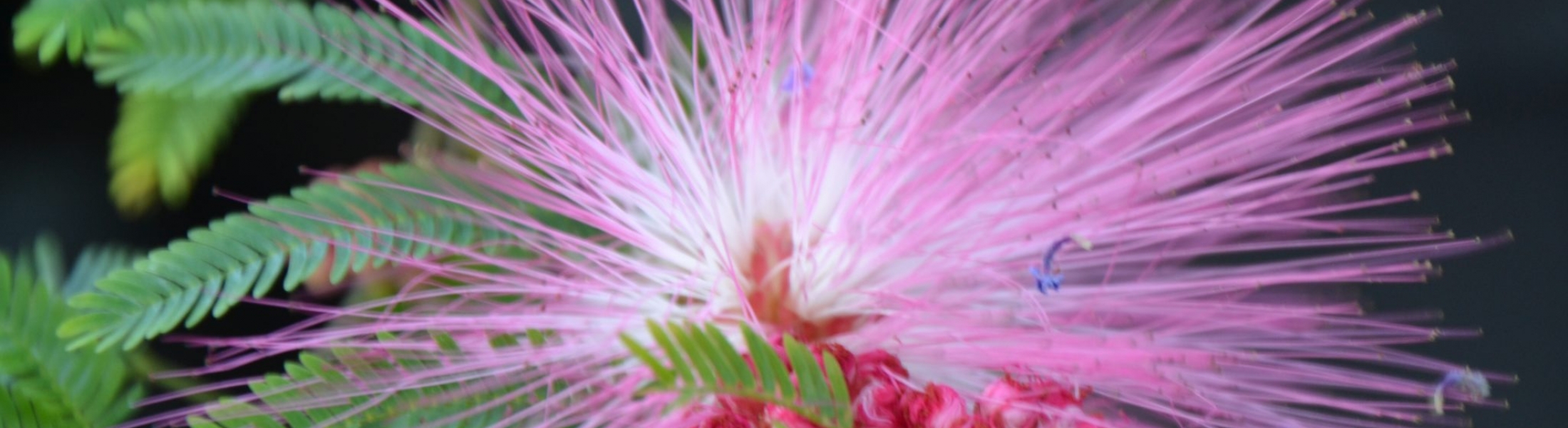 Calliandra surinamensis - Greenseasons
