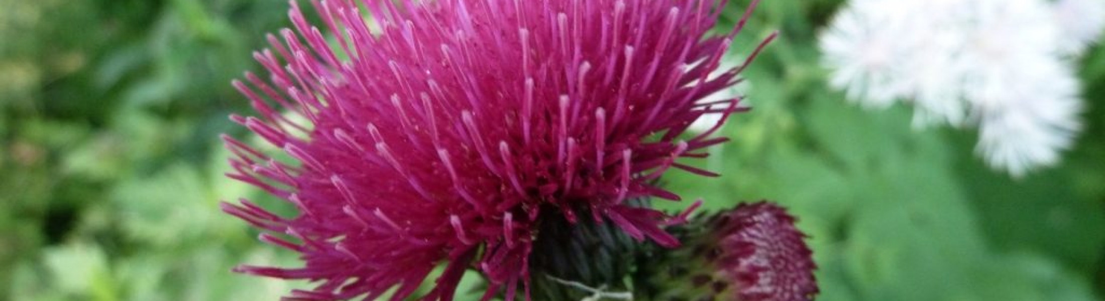 Cirsium rivulare ‘Atropurpureum’ - Greenseasons