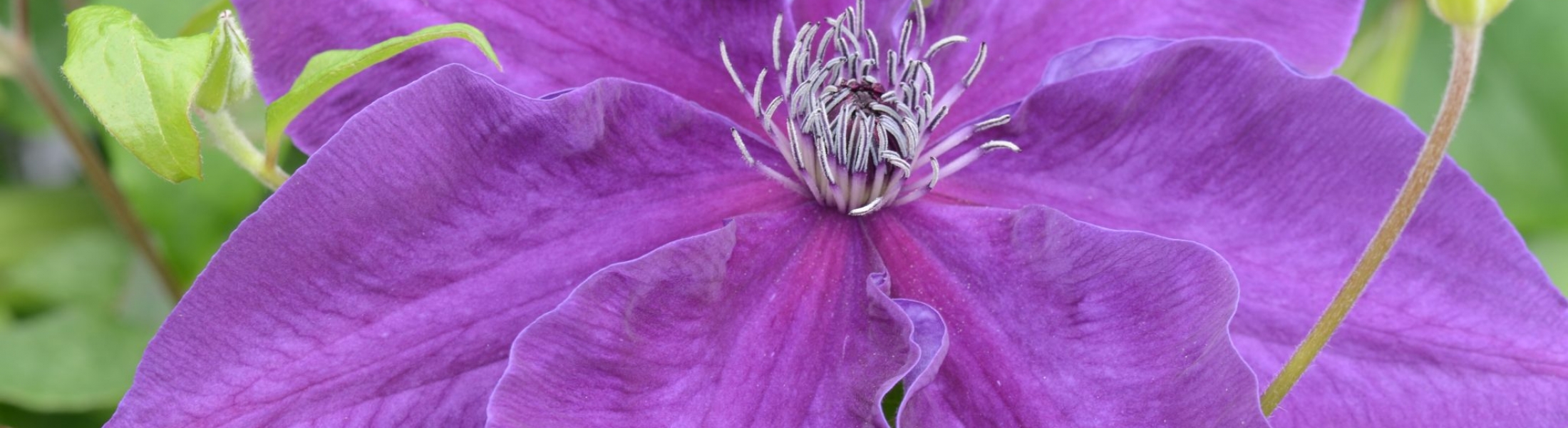 Clematis ‘Amethyst Beauty’ ('Evipo043') - Greenseasons