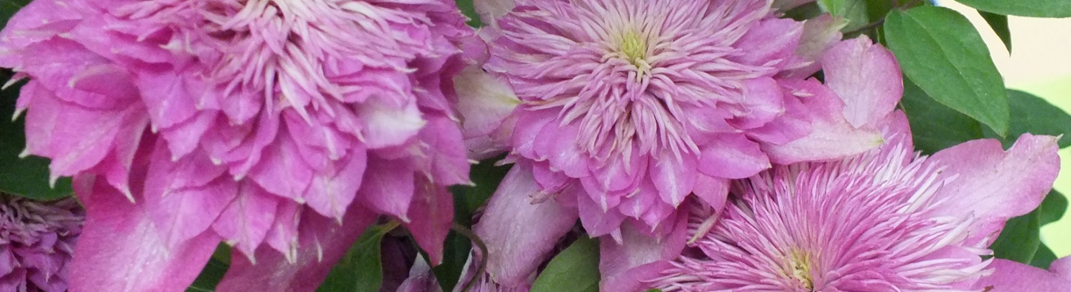 Clematis 'Kaiser'® - Greenseasons