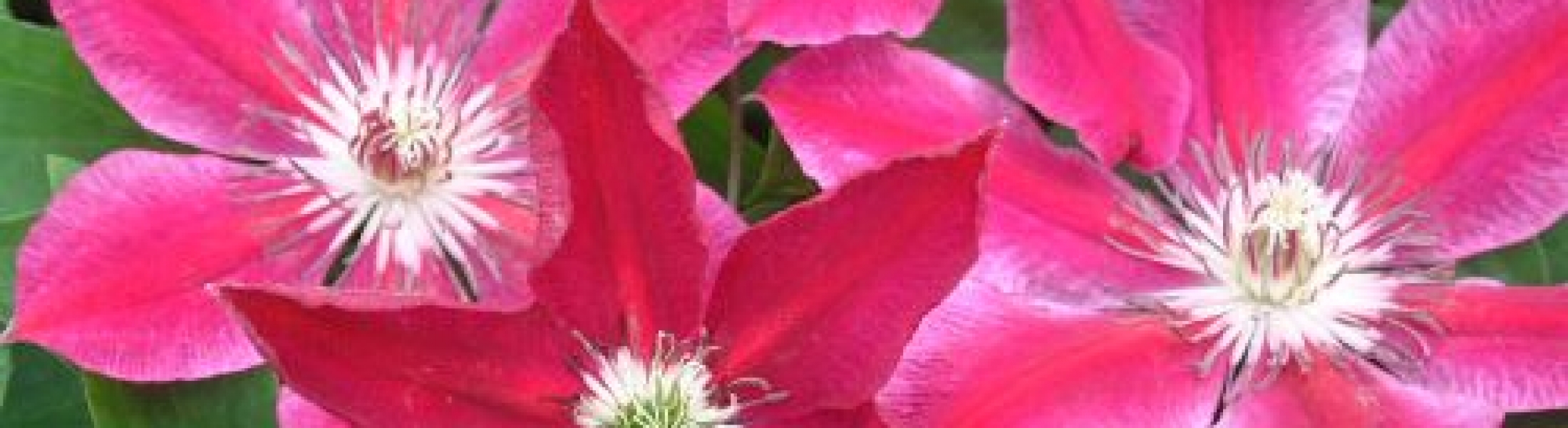 Clematis 'Ruby Wedding' - Greenseasons