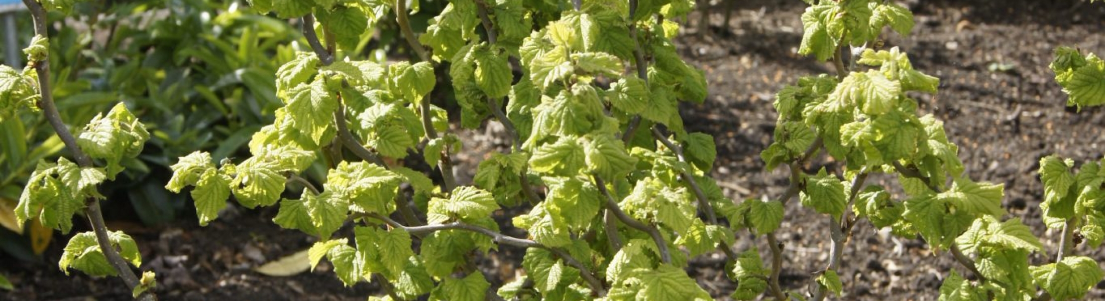 Corylus avellana ‘Twister’ ® - Greenseasons