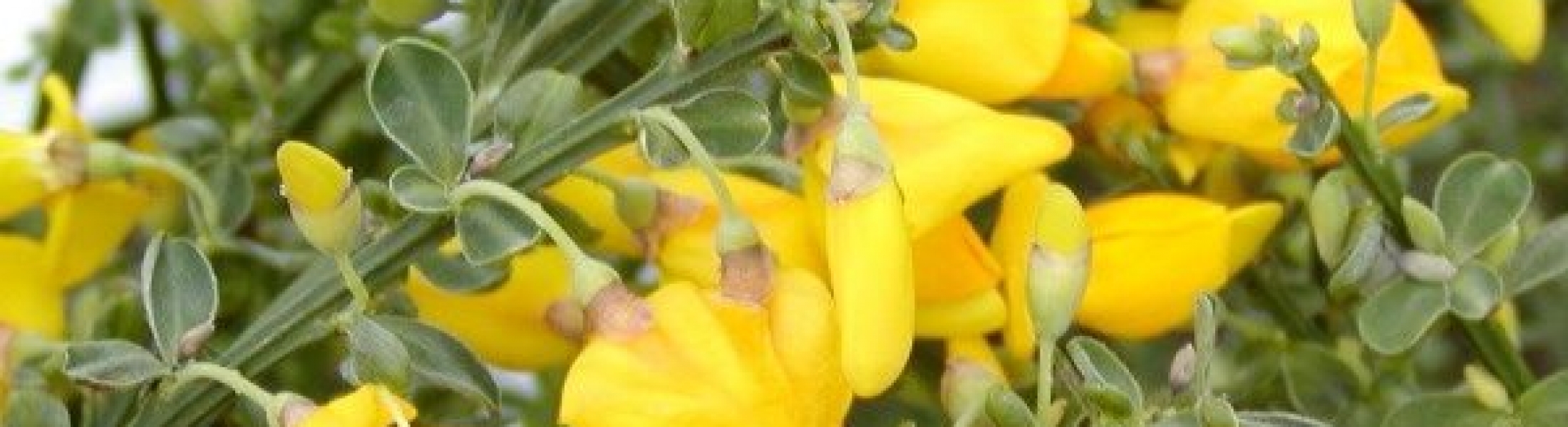 Cytisus praecox ‘Allgold’ - Greenseasons
