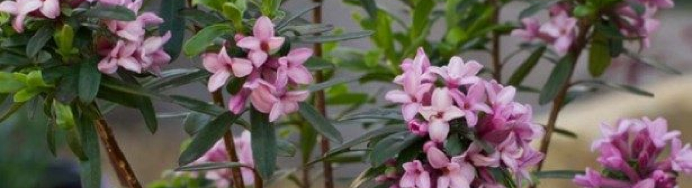 Daphne x transatlantica ’Pink Fragrance’® - Greenseasons