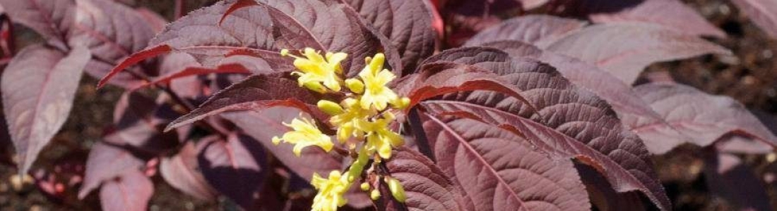 Diervilla splendens 'Diva aka Nightglow' - Greenseasons