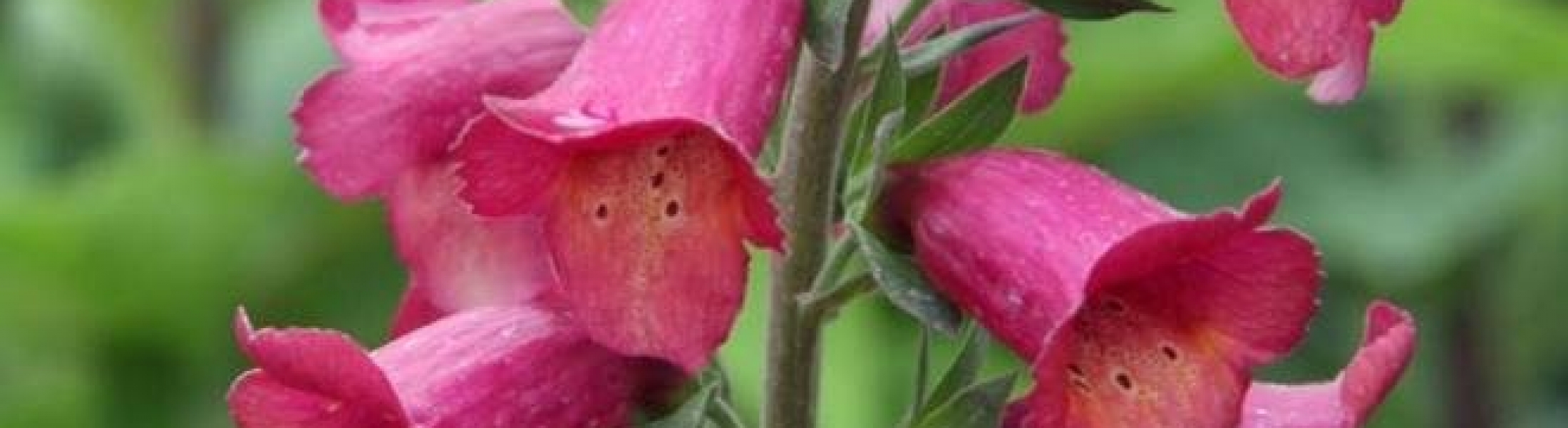 Digitalis illumination 'Raspberry' - Greenseasons