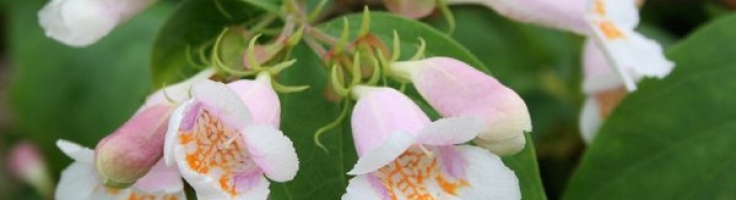 Dipelta floribunda - Greenseasons