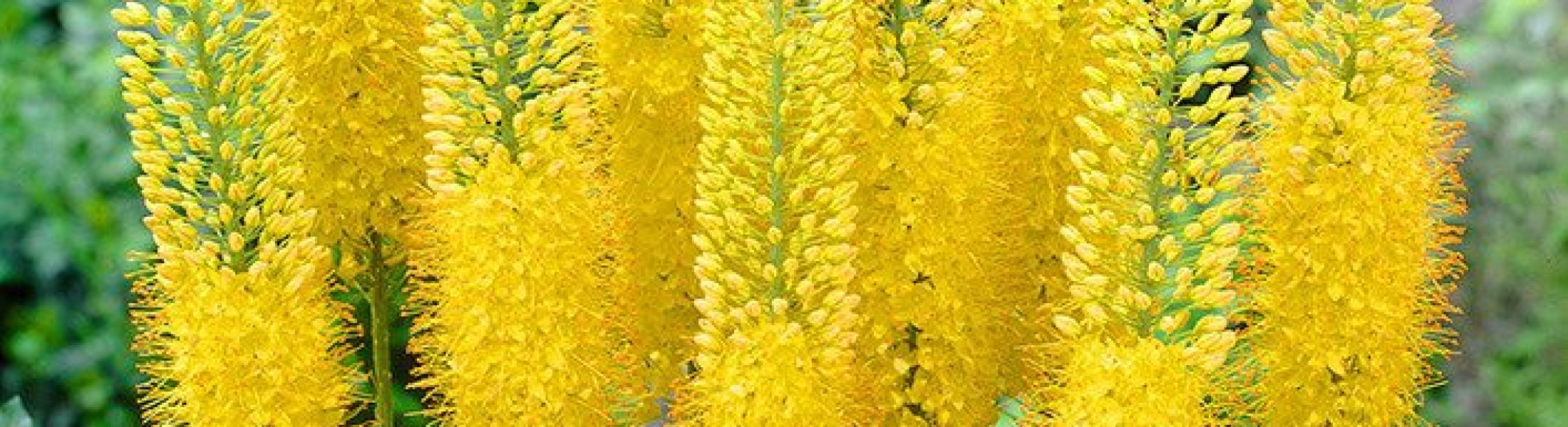 Eremurus 'Bungei' - Greenseasons