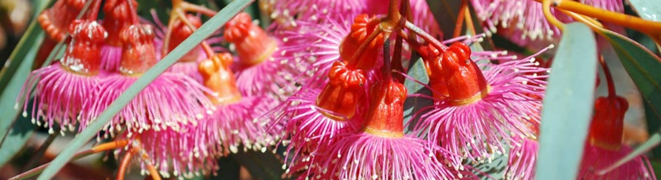 Eucalyptus torquata - Greenseasons