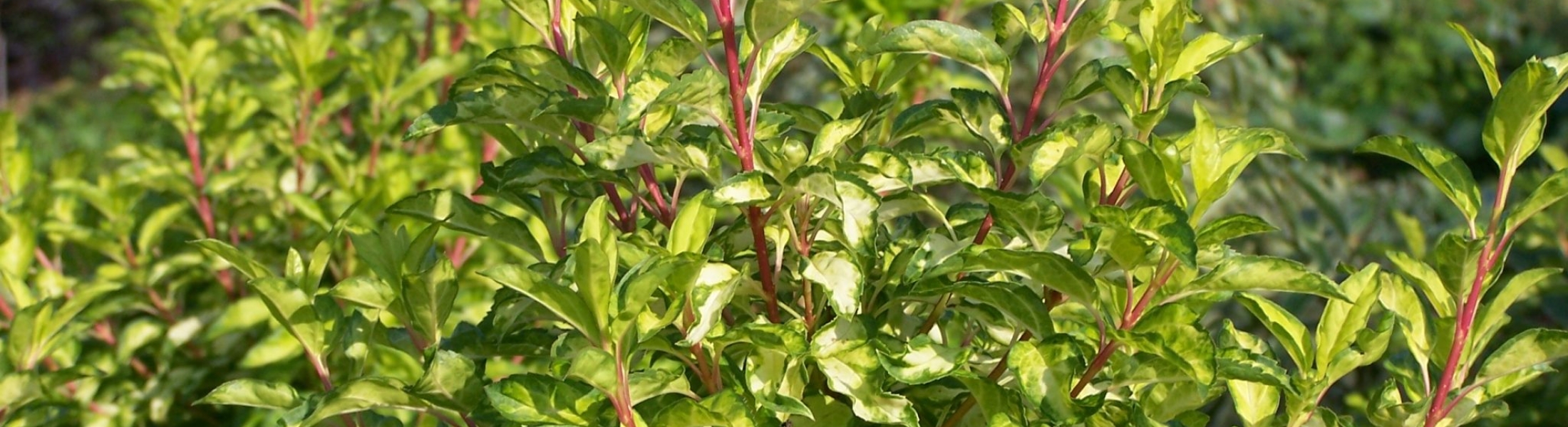 forsythia-int.-fiesta-1 - Greenseasons