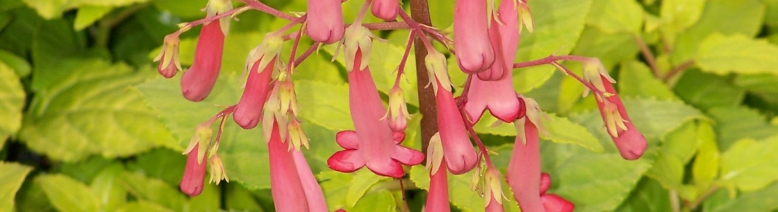 Fuchsia magellanica ‘Aurea’ - Greenseasons