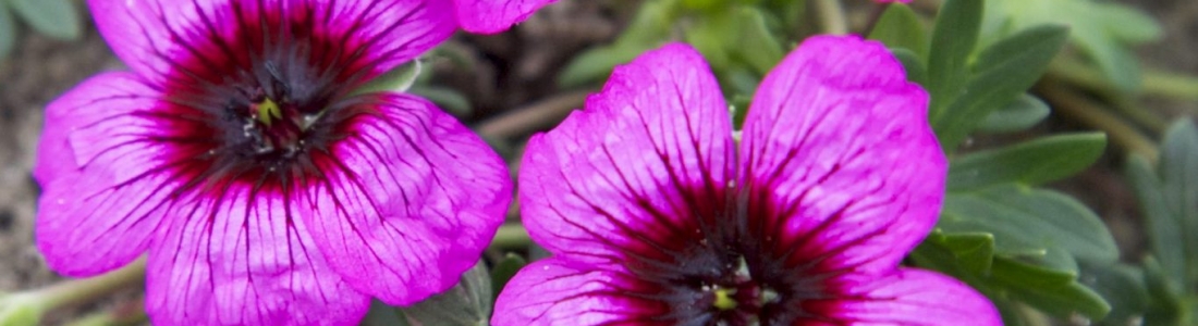 Geranium cinereum ‘Jolly Jewel Night’ ® - Greenseasons