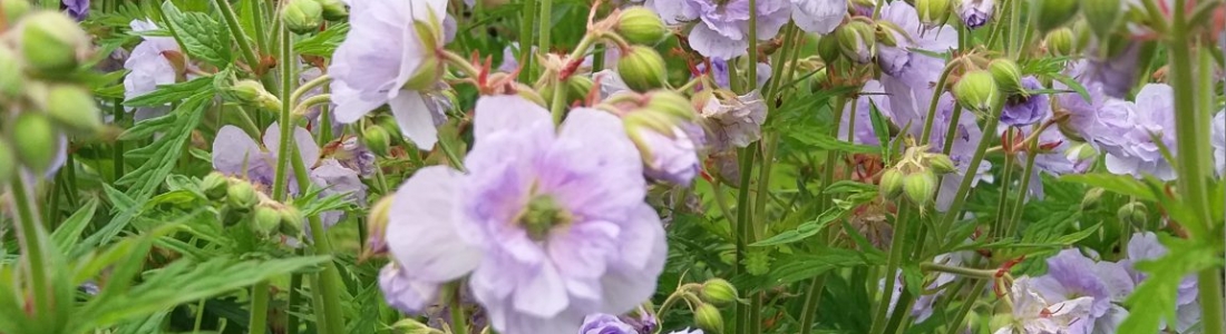 Geranium pratense ‘Cloud Nine’® - Greenseasons