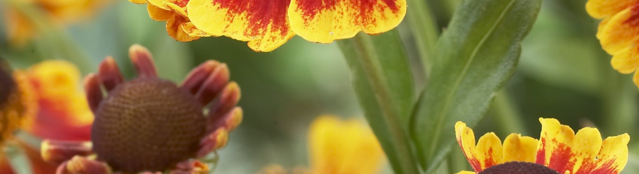 Helenium ‘Biedermeier’ - Greenseasons