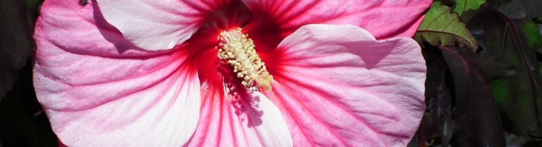 Hibiscus moscheutos ‘Carousel Pink Candy’ ® - Greenseasons