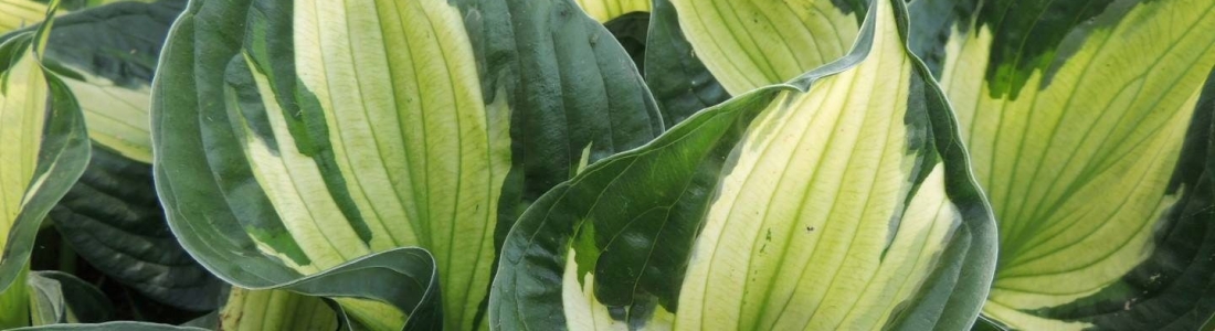 Hosta ‘Colored Hulk’ - Greenseasons