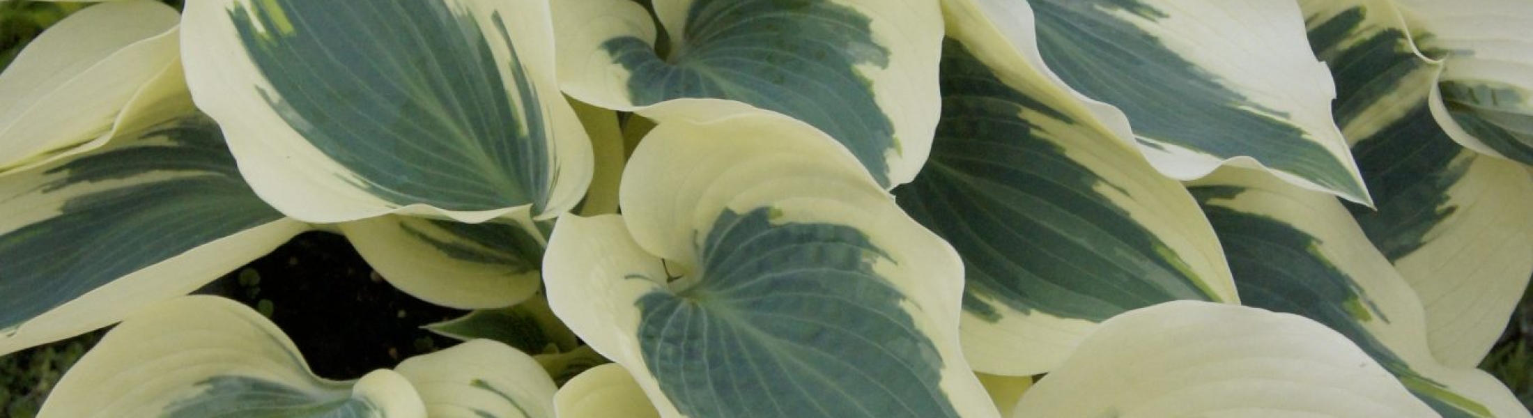 Hosta ‘Firn Line’ - Greenseasons