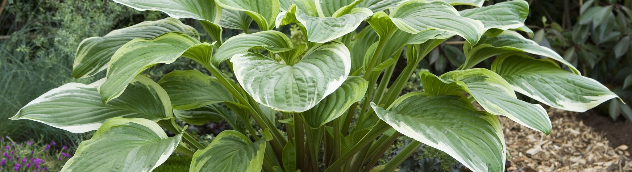 Hosta ‘Fragrant Fire’ - Greenseasons